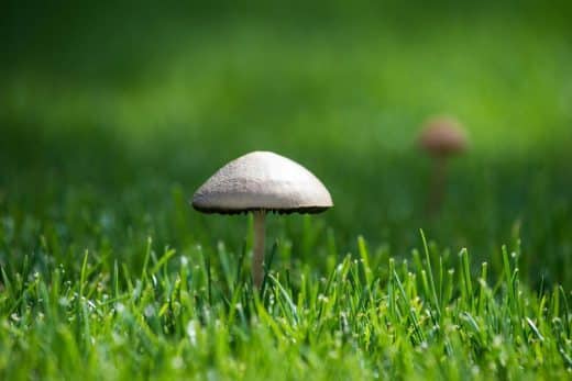 Champignons blancs sur votre pelouse : les astuces pour s'en ...