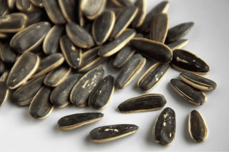 Graines de tournesol : Zoom sur leurs nombreux bienfaits pour le corps ...