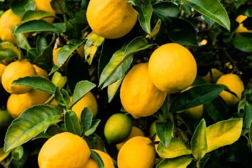 Citronnier : comment le faire hiverner à l'approche du gel ? - Ctendance