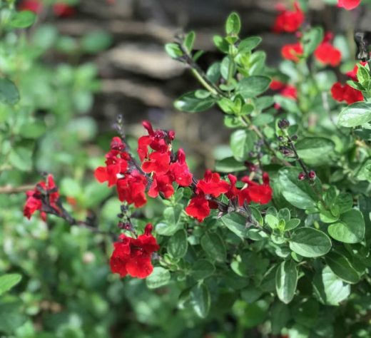 Sauge Vivace : 12 variétés à planter dans son jardin - Ctendance