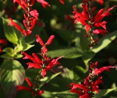 Sauge Vivace : 12 variétés à planter dans son jardin - Ctendance