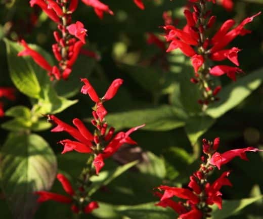 Sauge Vivace : 12 variétés à planter dans son jardin - Ctendance