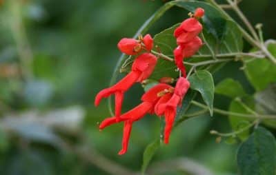 Sauge Vivace : 12 variétés à planter dans son jardin - Ctendance