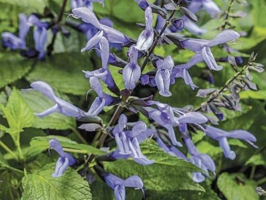 Sauge Vivace : 12 variétés à planter dans son jardin - Ctendance