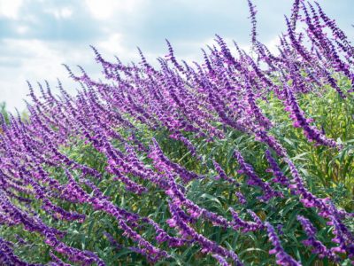 Sauge Vivace : 12 variétés à planter dans son jardin - Ctendance