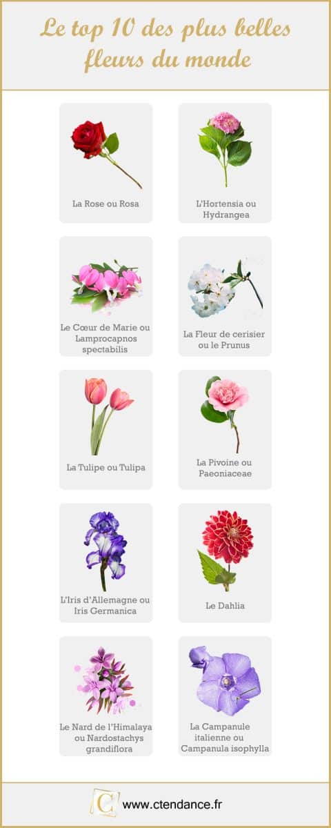 Les 50 plus belles fleurs du monde