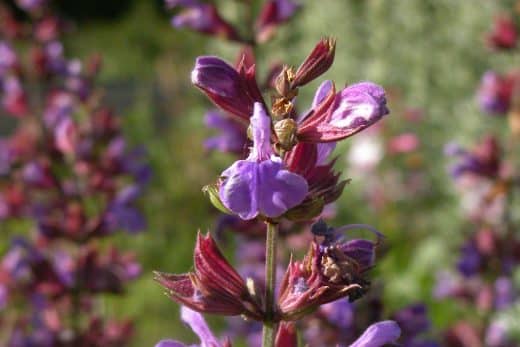 Est-ce que la sauge est une plante vivace ? - Ctendance
