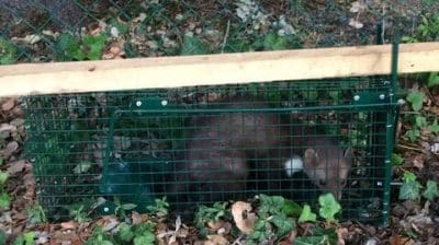 ‌Comment construire un piège à fouine ? Instructions + vidéo - Ctendance