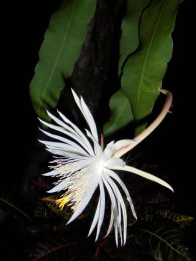 Fleurs Rares : 7 fleurs les plus rares au monde - Ctendance