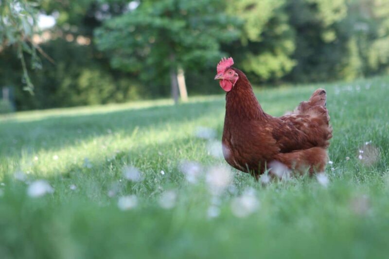 Laisser les poules se promener dans le jardin : est-ce réellement une ...