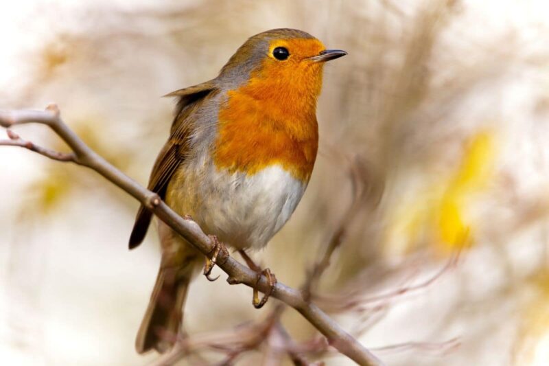 Comment attirer un rouge-gorge dans un nichoir ? 3 astuces simples ...