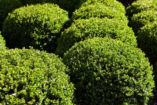 Pourquoi et comment tailler des arbustes en boule ? - Ctendance