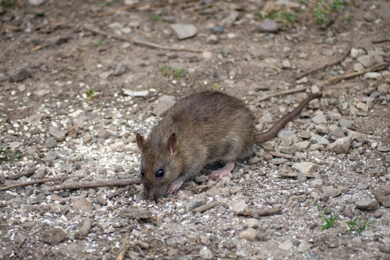 Comment éloigner les rats dans votre jardin de manière complètement ...
