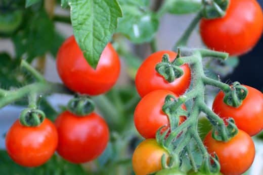 Potager : 4 astuces méconnues pour avoir de belles tomates juteuses ...