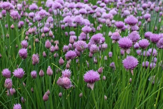 Ciboulette dans le jardin : Les bons gestes à adopter pour améliorer ...