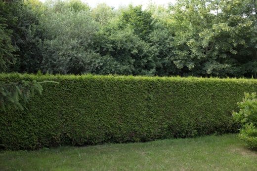 Les différents types de haies : guide complet pour choisir la clôture ...