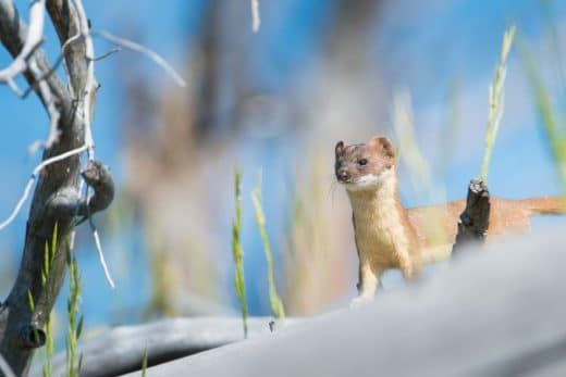 Crotte de fouine : comment la reconnaître et que faire ? - Ctendance