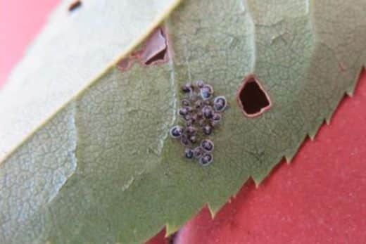 Alerte insecte : la nouvelle espèce qui met en péril les plantes en ...