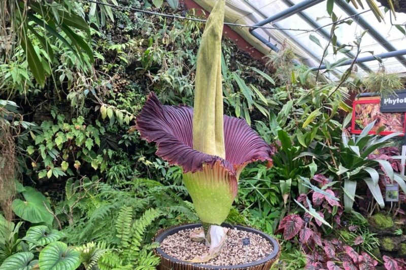 Phallus de Titan : la fleur géante qui fait sensation à Nancy - Vous n'allez pas croire sa ...