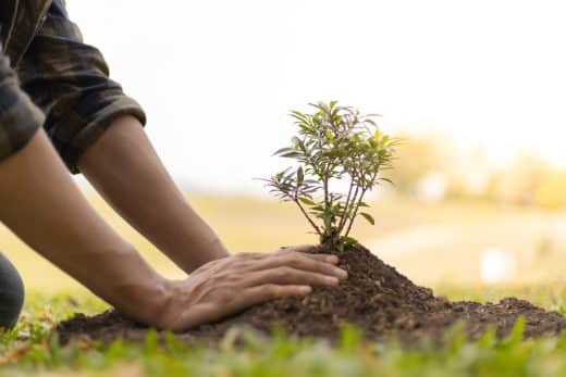 Transformez votre jardin avec ces 5 arbres à croissance rapide
