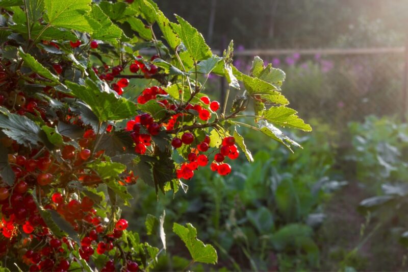 Cassissiers et groseilliers en hiver : les secrets de taille et d ...