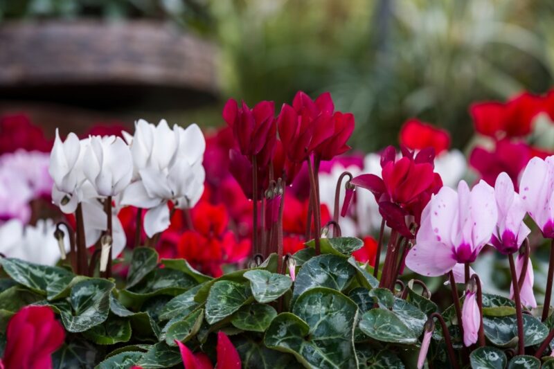 Cultiver des Cyclamens en pot ? Astuces d'entretien infaillibles pour ...