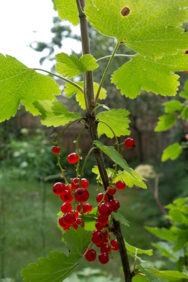 Cassissiers et groseilliers en hiver : les secrets de taille et d ...