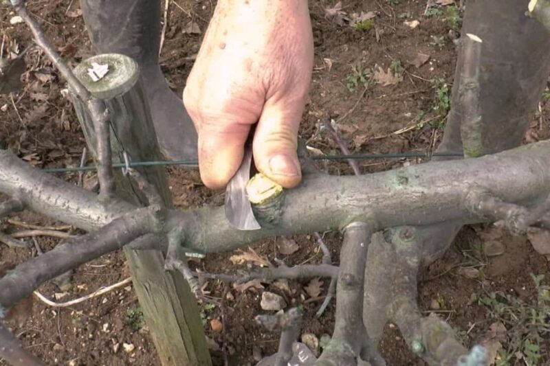 Le recépage : une méthode ancestrale miraculeuse pour redonner vie à ...