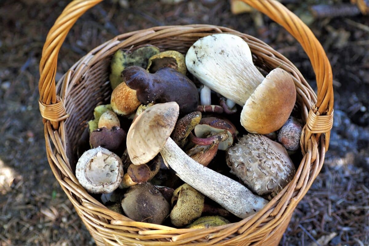 20 champignons comestibles : la liste complète pour les identifier