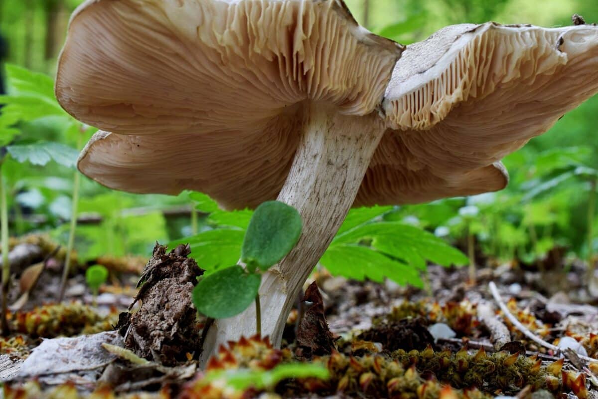 20 champignons comestibles : la liste complète pour les identifier