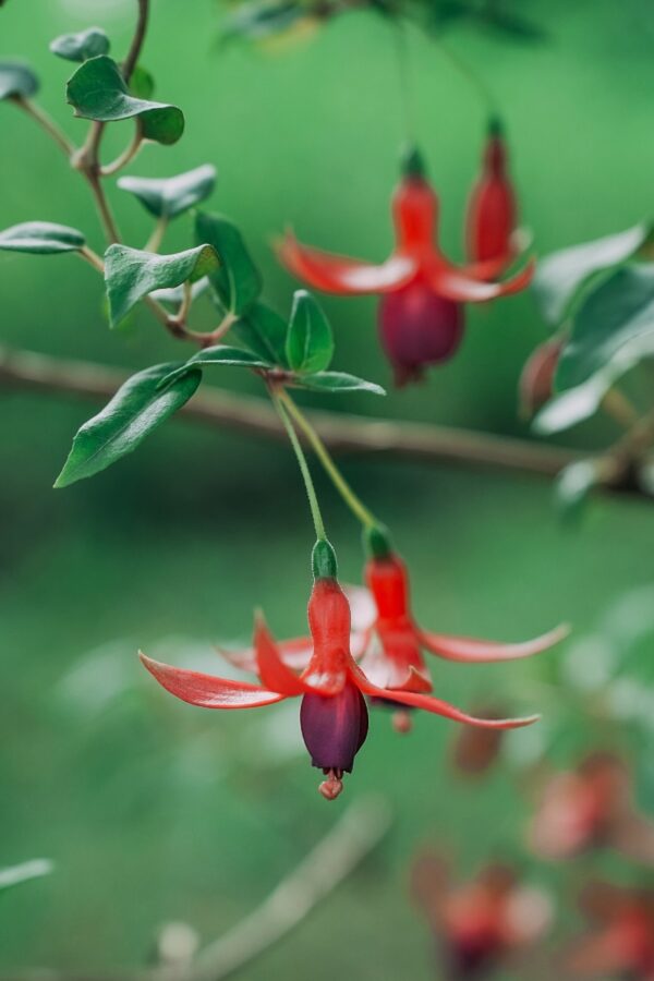 Fuchsia : sélection, plantation et secrets de taille pour un jardin ...