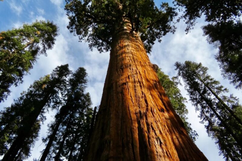 Combien Mesure Le Plus Grand Arbre Du Monde | Chtoby Pomnili