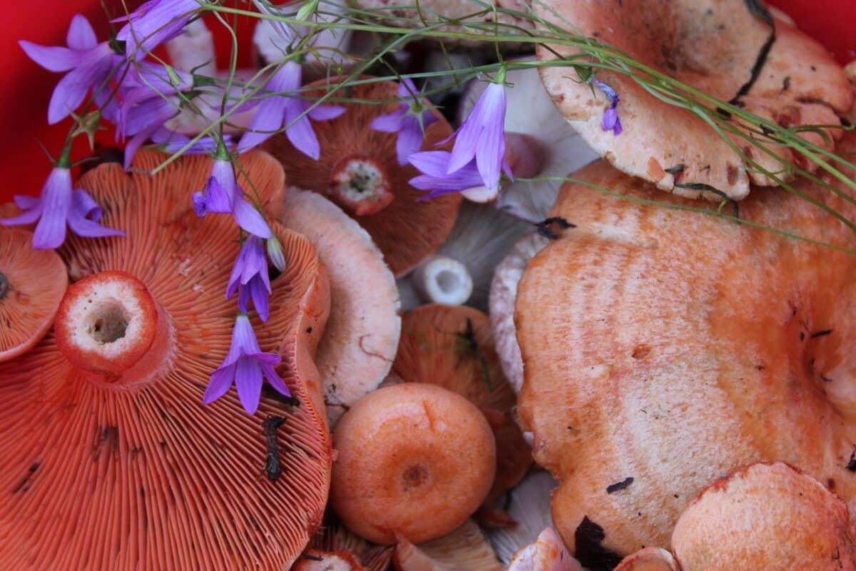 20 champignons comestibles : la liste complète pour les identifier