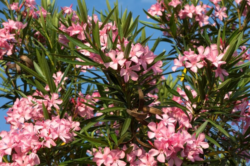 Taille ou rabattage de votre laurier-rose ? Les meilleures pratiques et ...