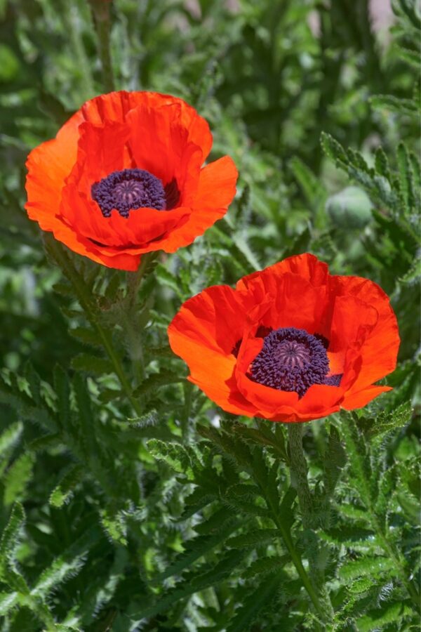 Le pavot : une plante aux multiples facettes pour un jardin coloré