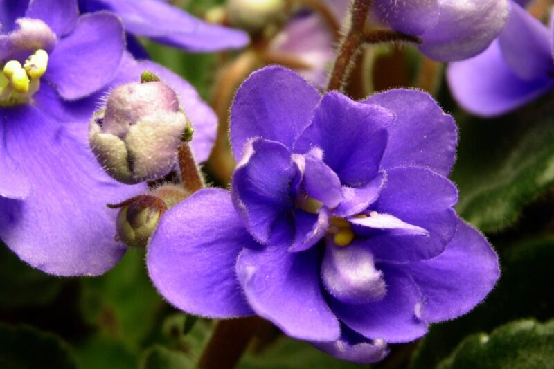 La violette africaine : une fleure haute en couleur pour embellir vos ...