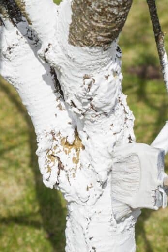 La chaux vive : conseils d'usage pour améliorer la santé et la ...