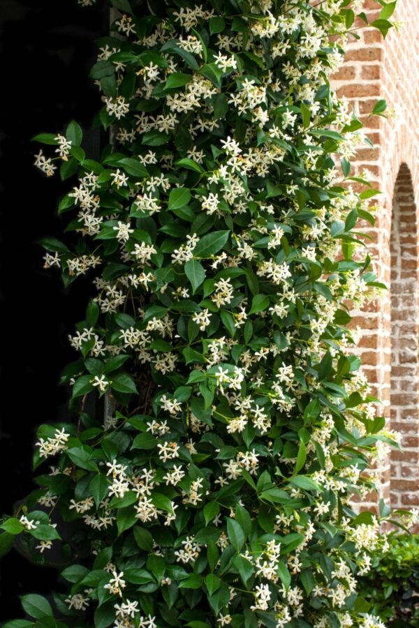 Le jasmin : conseils de plantation et d'entretien pour un jardin parfumé