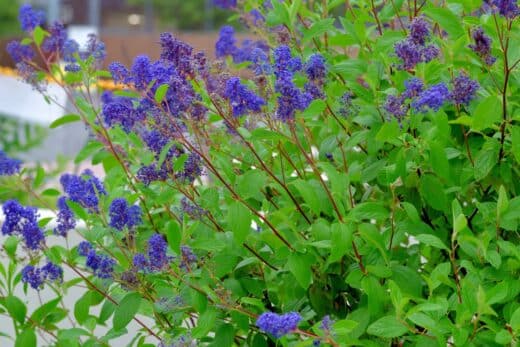 6 arbustes fleuris faciles à entretenir à ajouter à votre jardin