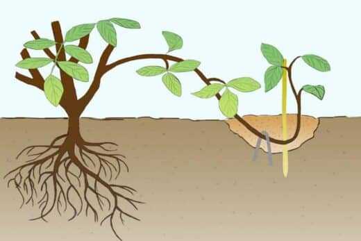 Le marcottage : une méthode simple et efficace pour la multiplication ...