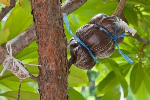 Le marcottage : une méthode simple et efficace pour la multiplication ...