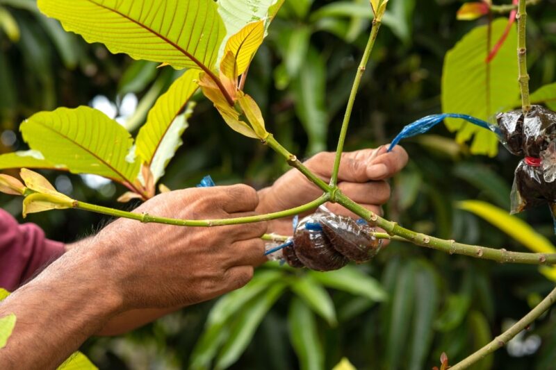 Le marcottage : une méthode simple et efficace pour la multiplication ...