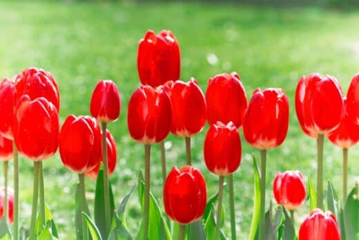 7 plantes à fleurs rouges à ajouter dans votre jardin
