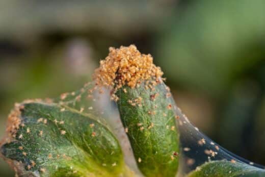 Araignées rouges : comment protéger votre jardin de ces parasites avec ...