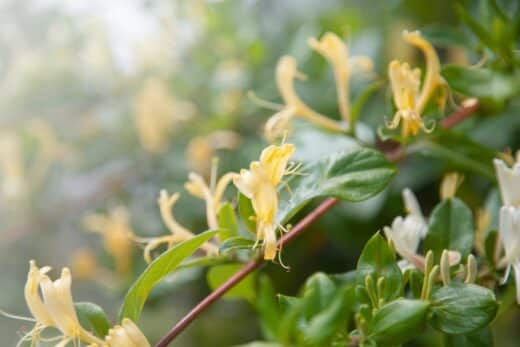 Métamorphosez votre jardin cet automne avec ces plantes incontournables