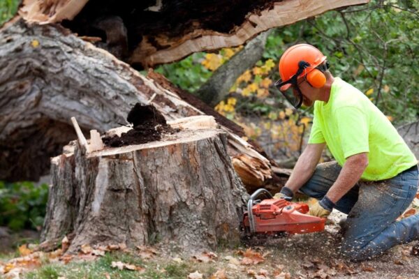 Dessouchage d'arbre : pourquoi est-il obligatoire et comment le réaliser