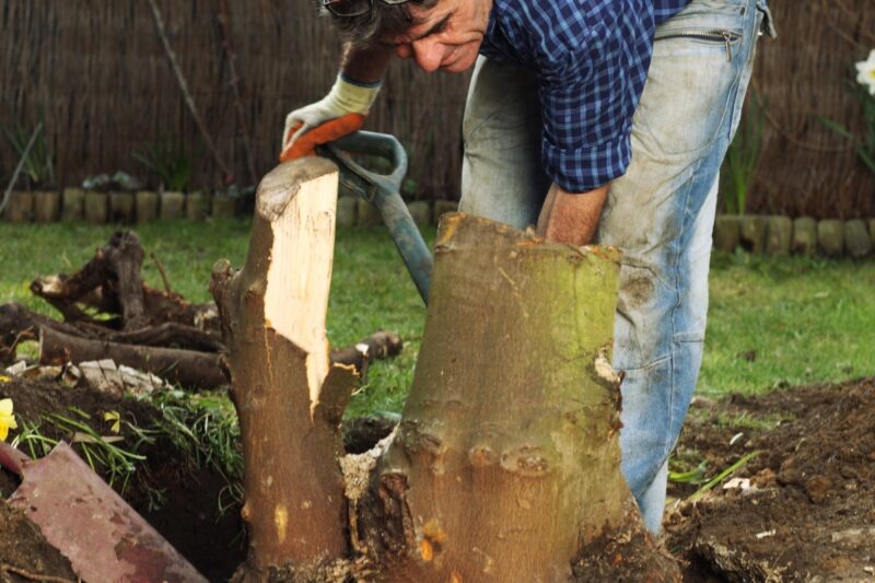 Dessouchage d'arbre : pourquoi est-il obligatoire et comment le réaliser