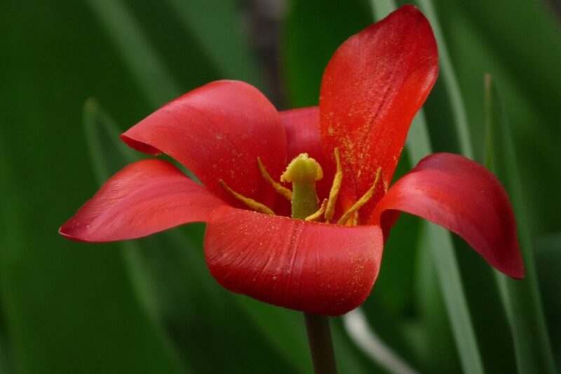 7 plantes à fleurs rouges à ajouter dans votre jardin