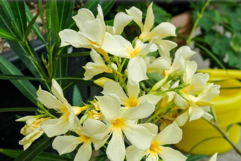 Voici 4 lauriers-roses à fleurs jaunes à cultiver dans votre jardin