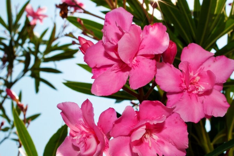 Laurier rose au jardin : un arbuste à fleurs aussi beau que toxique